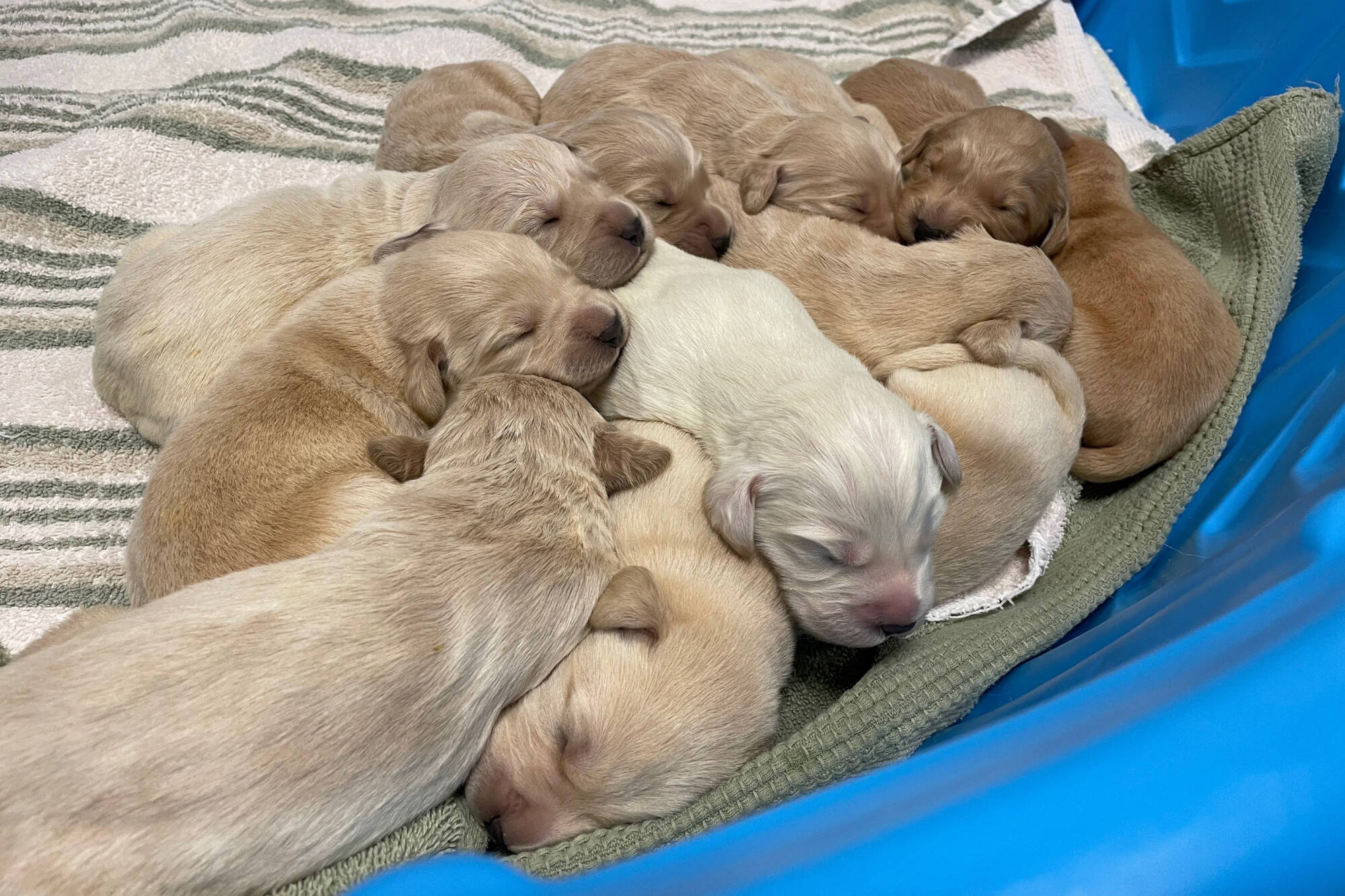 BC SPCA has seen a ‘marked increase’ in number of puppies being ...