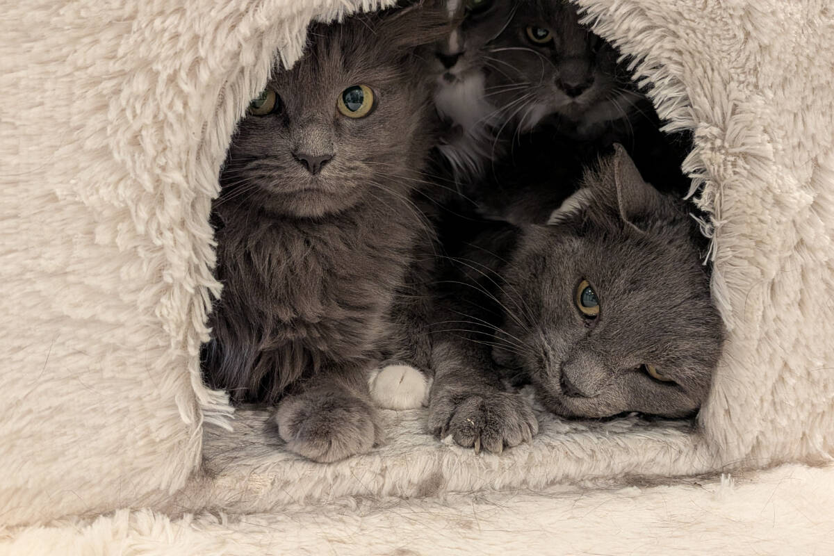 Okanagan Humane Society rescues 21 abandoned cats from Cariboo property ...